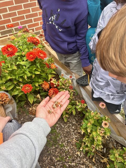 Native Plants: Why Do They Matter? - Grow Jackson